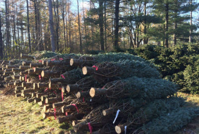 Christmas Tree Farm | Steigerwaldt Tree Farms - Tomahawk, Wisconsin
